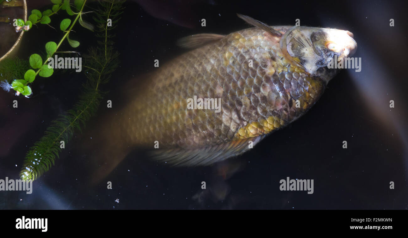 The Dead Fish on a color background Stock Photo - Alamy