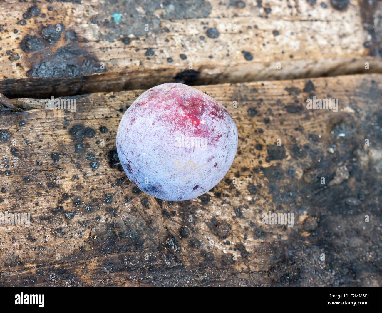 The nature object Plum fruits Stock Photo - Alamy