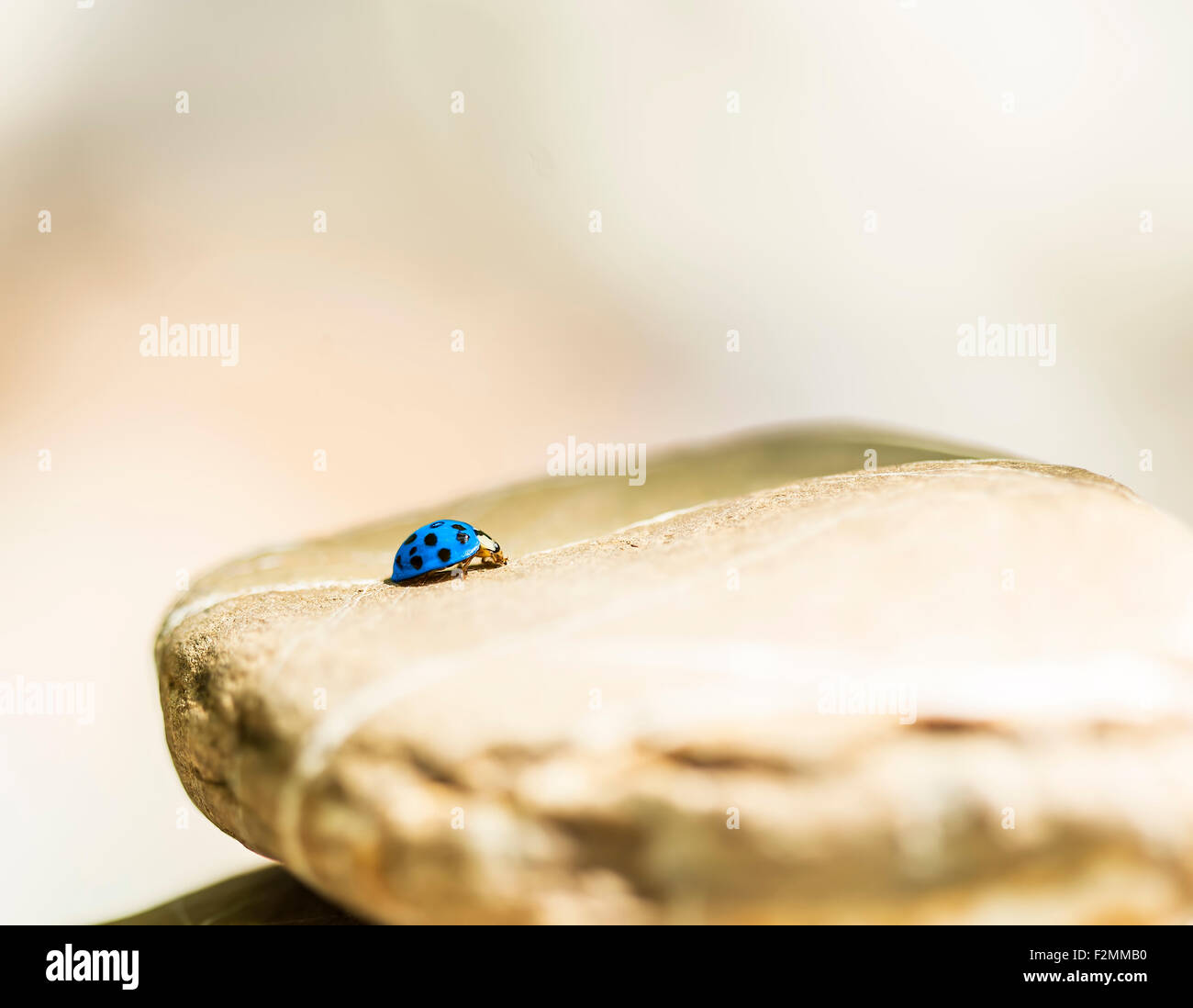 Lady bug hi-res stock photography and images - Alamy