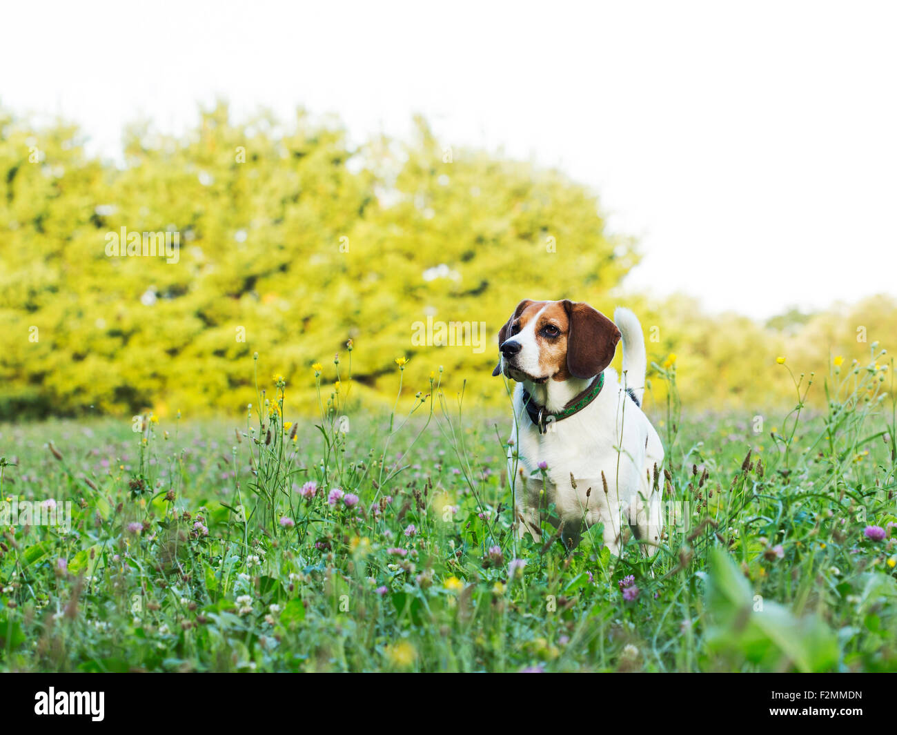 Beagle standing in nature, waiting for a toy throw Stock Photo - Alamy