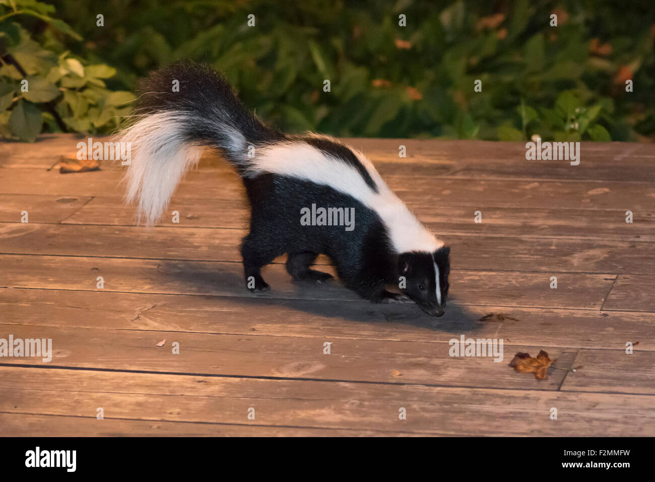 Skunk night hi-res stock photography and images - Alamy