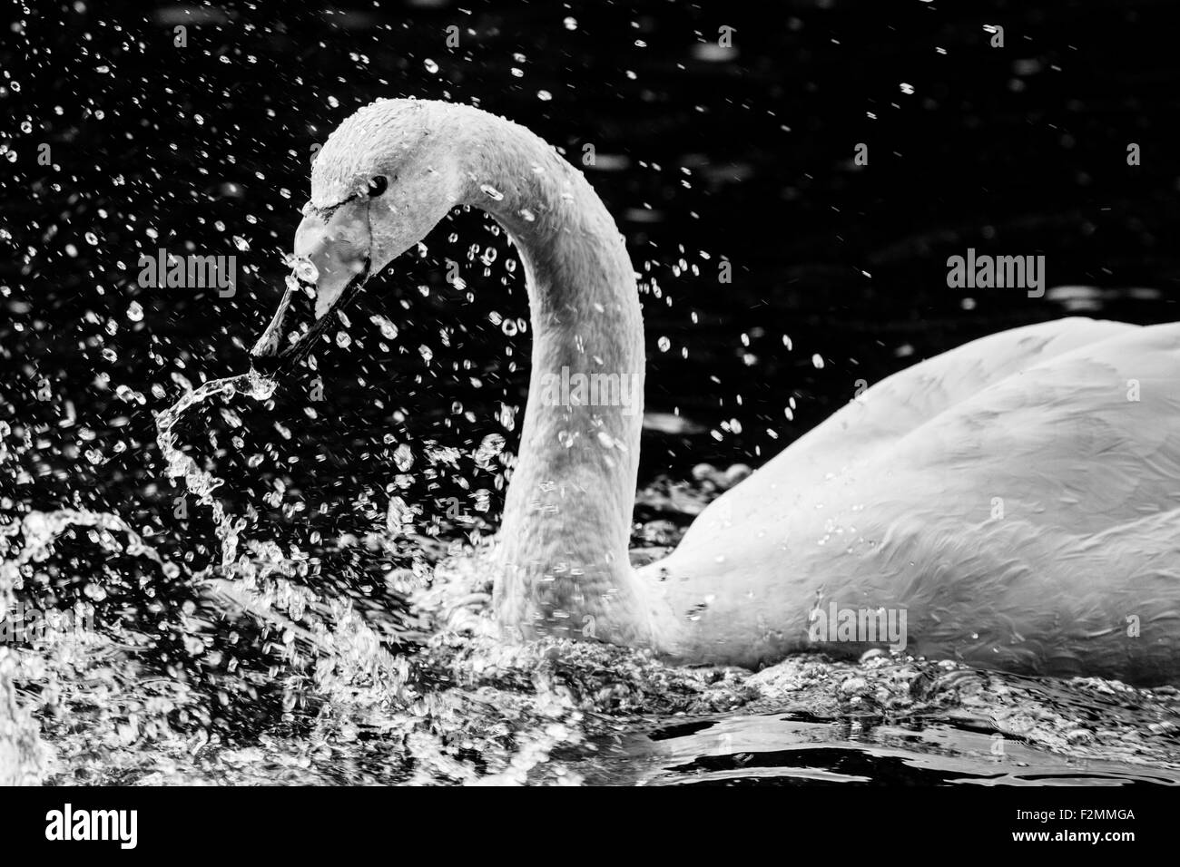 Whooper swan splashing Stock Photo - Alamy
