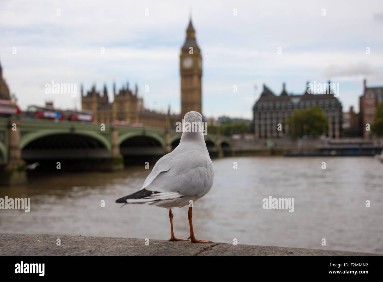 A Seagull looking at Big Ben in The City of London UK Stock Photo - Alamy