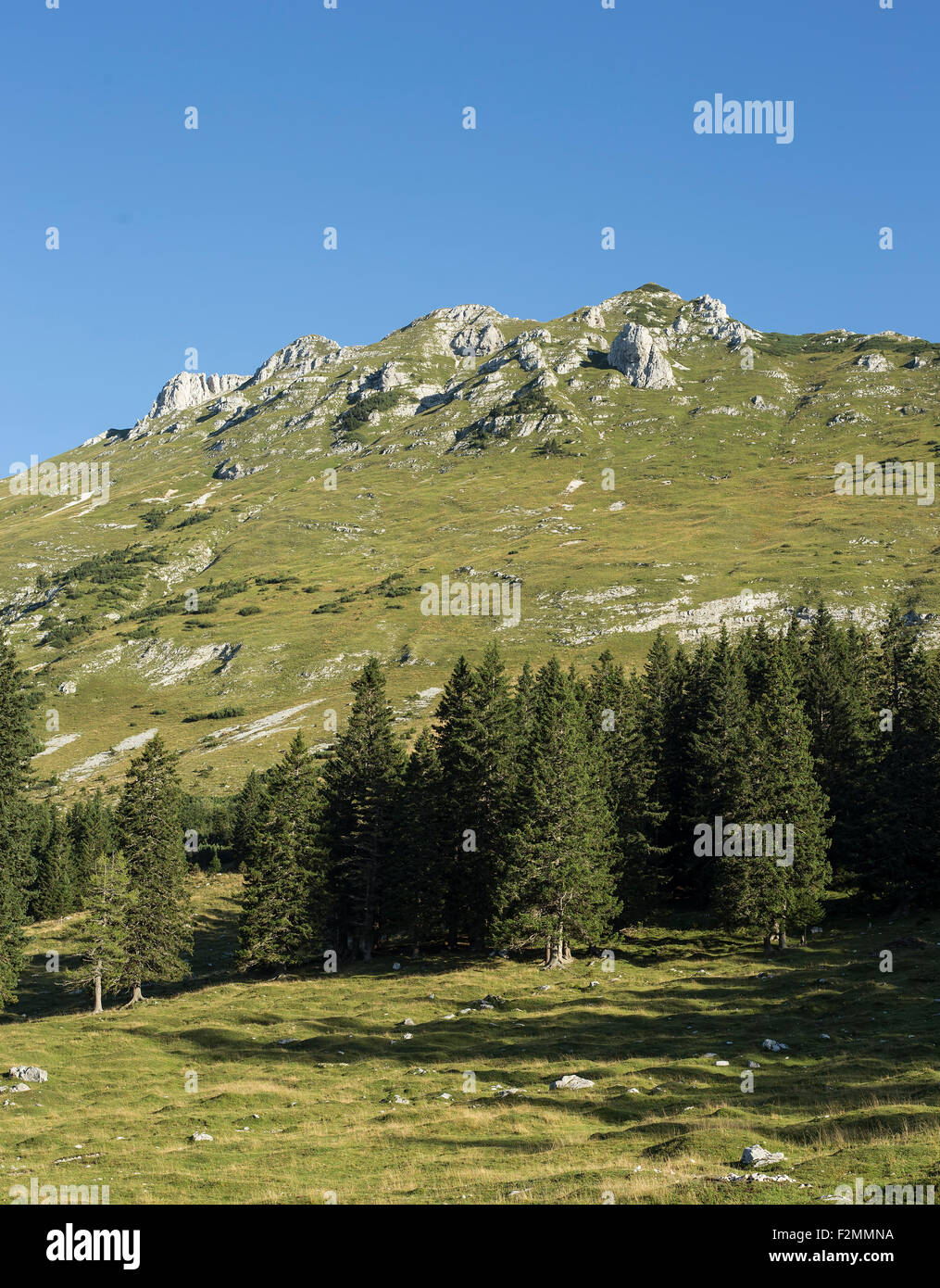 Mountain top perspective from below with treeline Stock Photo - Alamy