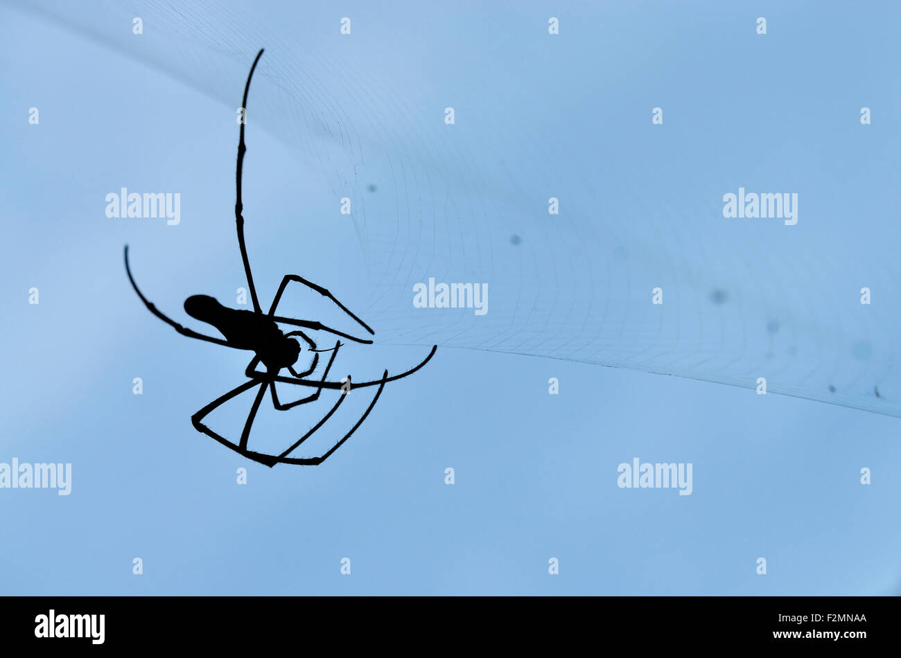Cobweb wind hi-res stock photography and images - Alamy