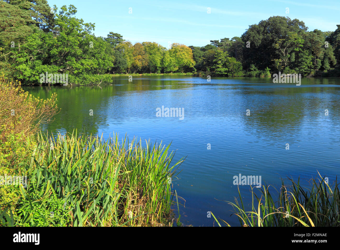 Holkham Park and Lake, Holkham Hall, Norfolk England UK Stock Photo - Alamy