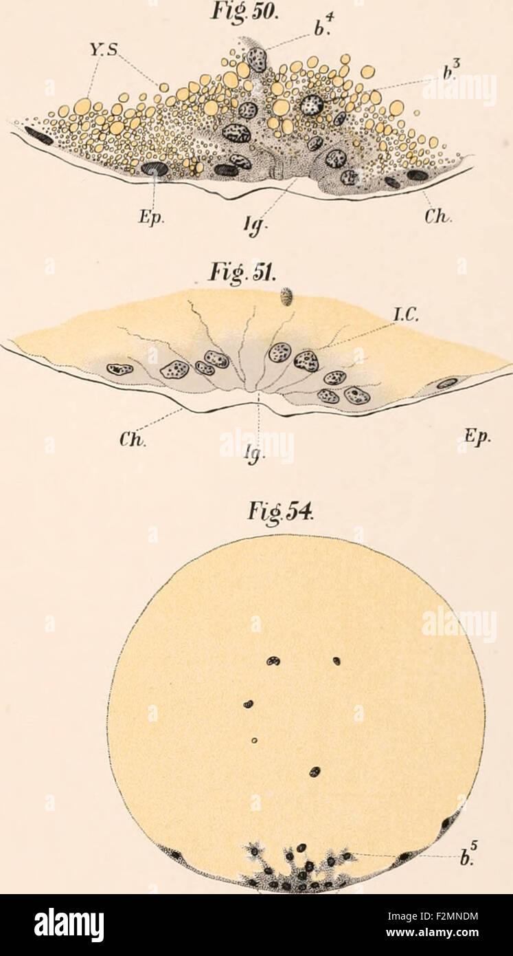 The embryology and metamorphosis of the Macroura Stock Photo - Alamy