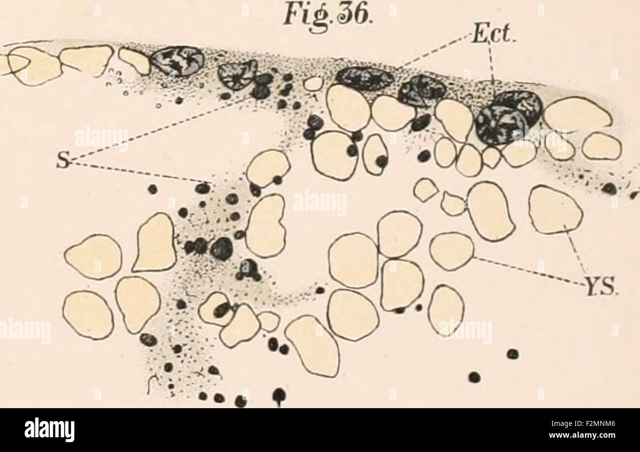 The embryology and metamorphosis of the Macroura Stock Photo - Alamy