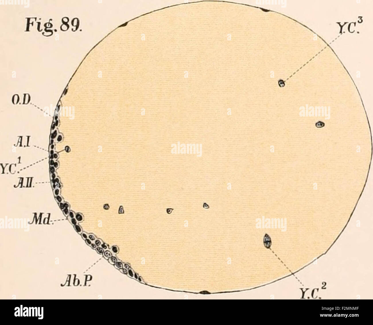 The embryology and metamorphosis of the Macroura Stock Photo - Alamy