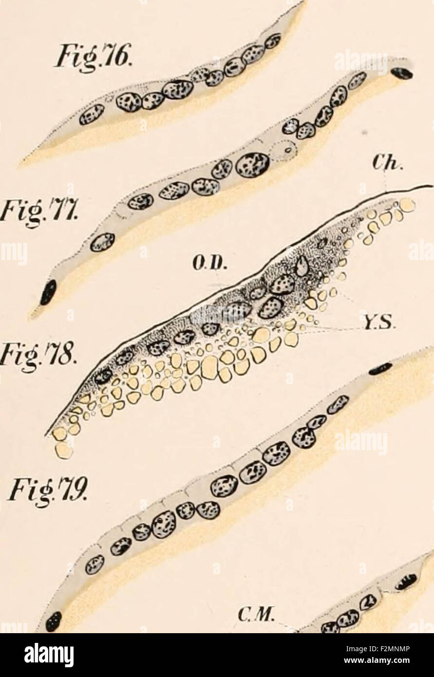 The embryology and metamorphosis of the Macroura Stock Photo - Alamy