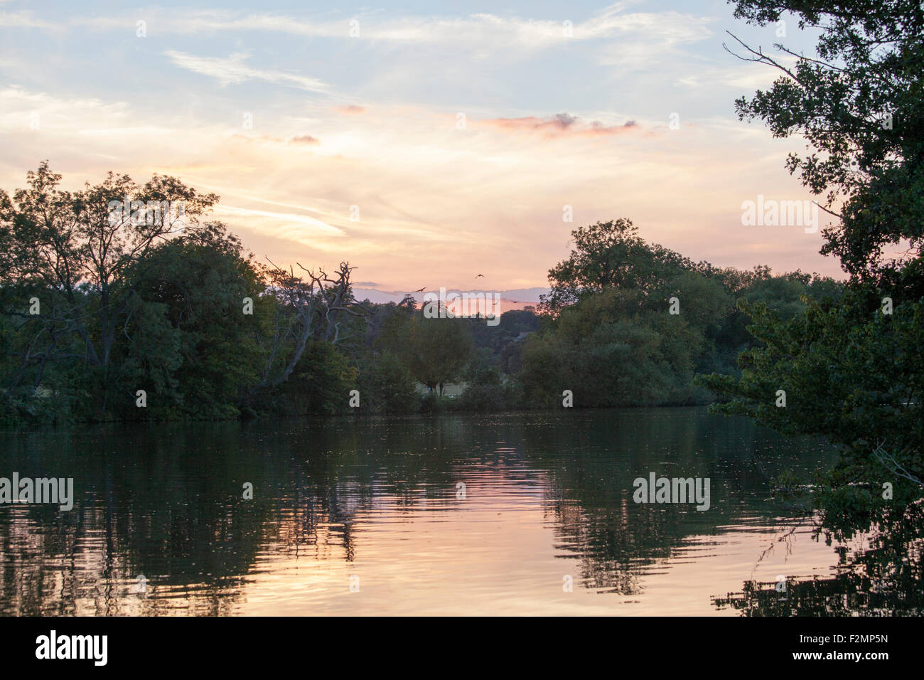 River thames trees hi-res stock photography and images - Alamy
