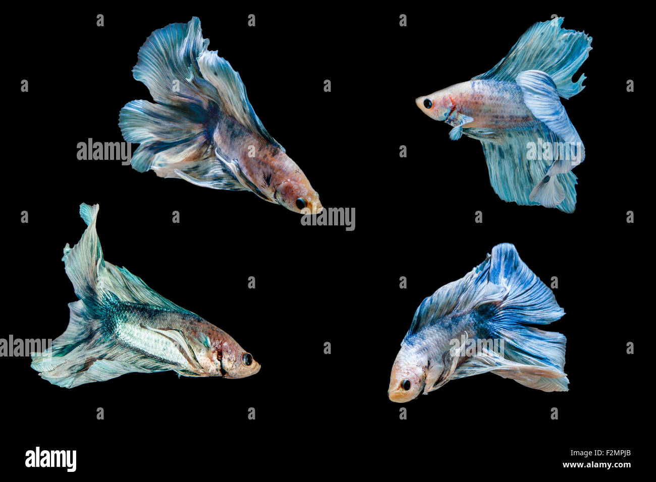 Siamese fight fish hi-res stock photography and images - Alamy