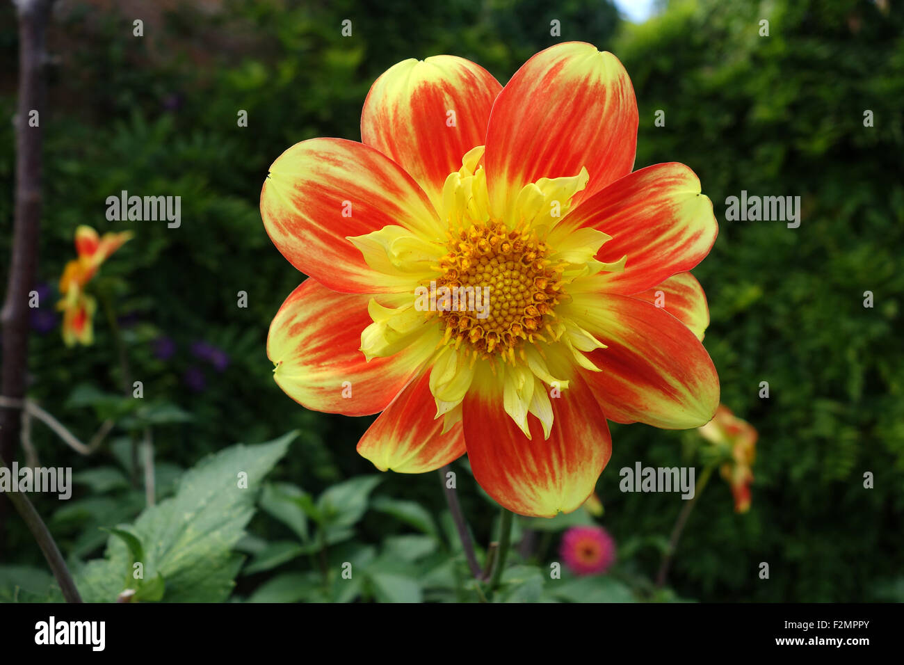 Collarette Dahlia 'Pooh' Dahlia red and yellow Stock Photo - Alamy