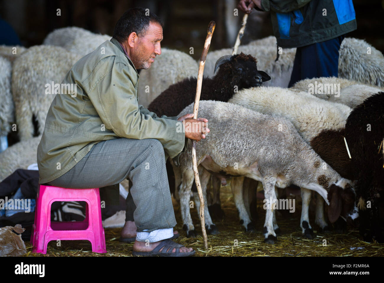 Tunis Sheep High Resolution Stock Photography and Images - Alamy
