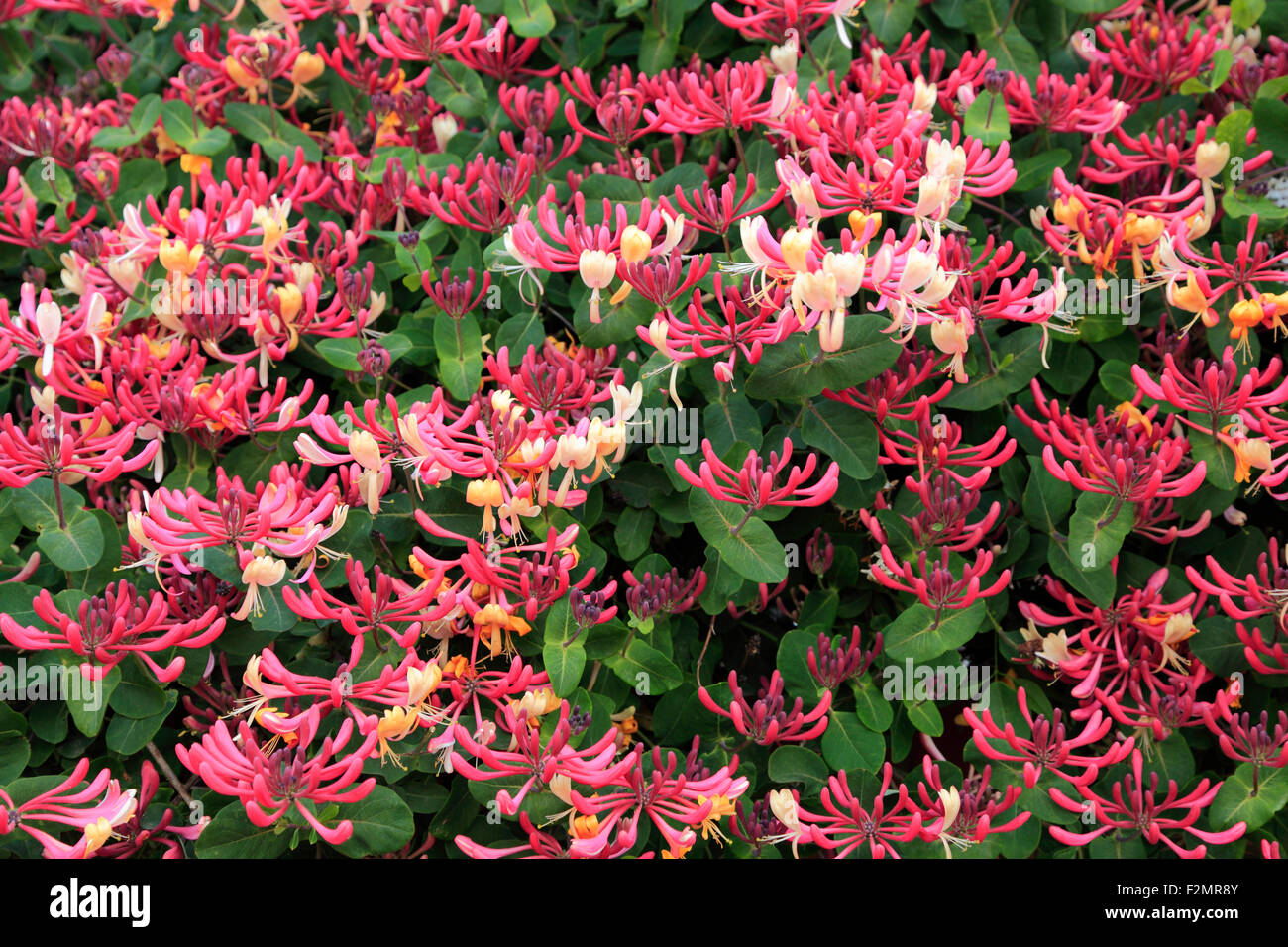 Lonicera periclymenum 'Serotina', honeysuckle flower, honeysuckles ...