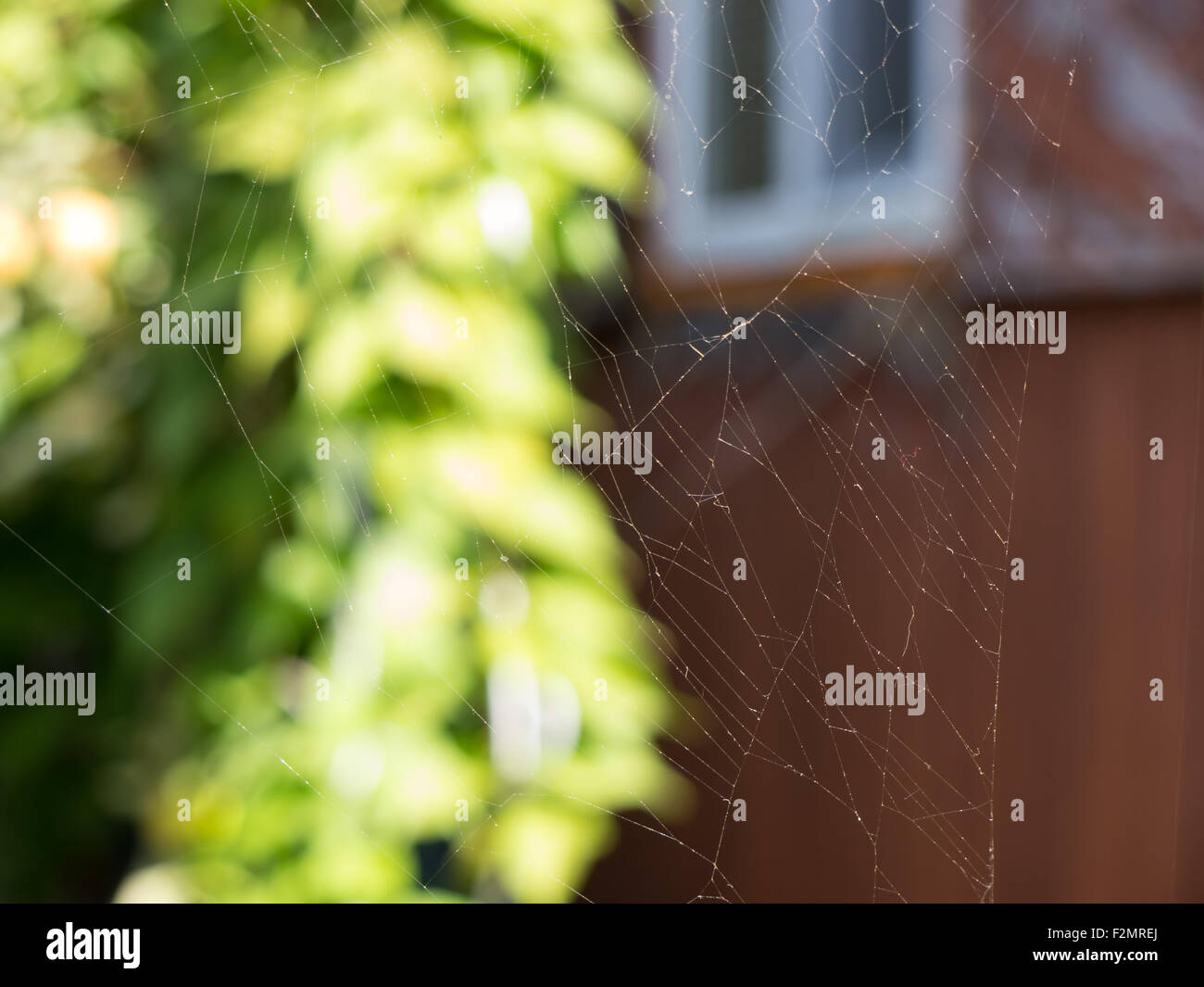 The cobweb on a garden background Stock Photo - Alamy