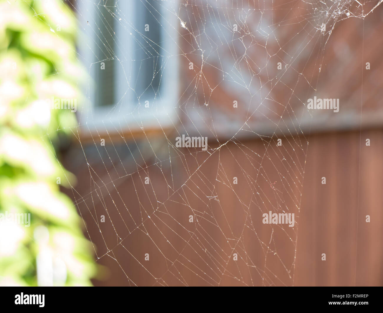 The cobweb on a garden background Stock Photo - Alamy