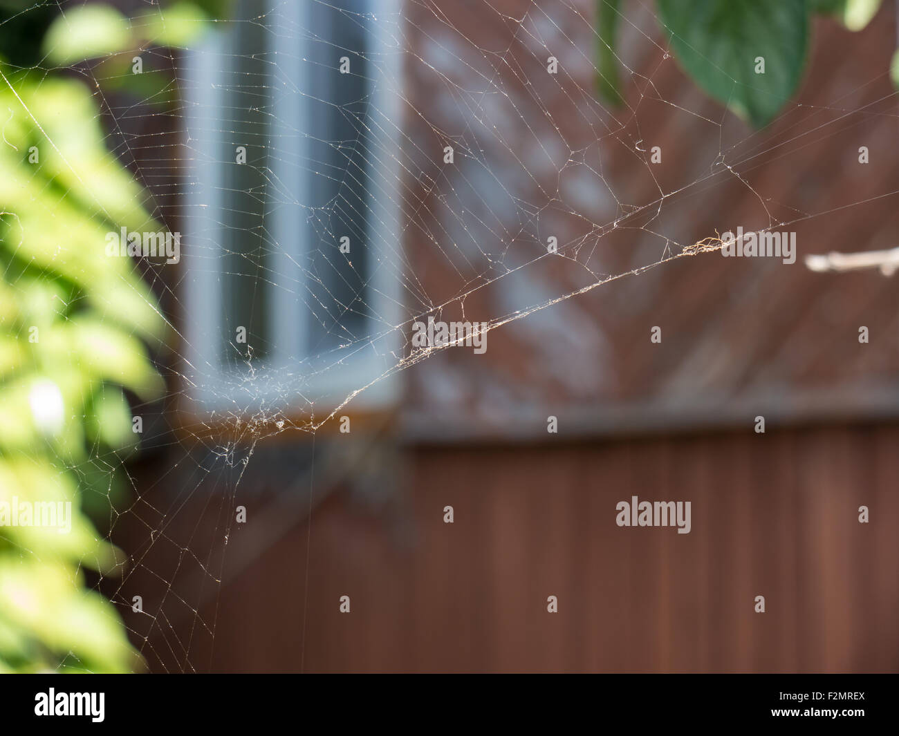 The cobweb on a garden background Stock Photo - Alamy