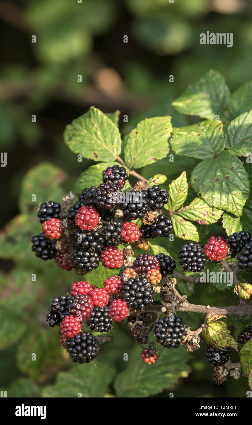 Blackberries In English Hedgerow England High Resolution Stock ...