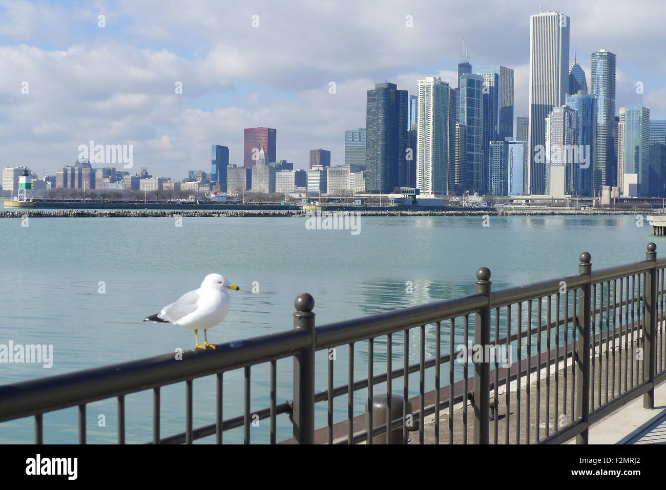 Ring-billed Gull at Chicago and Lake Michigan Stock Photo - Alamy