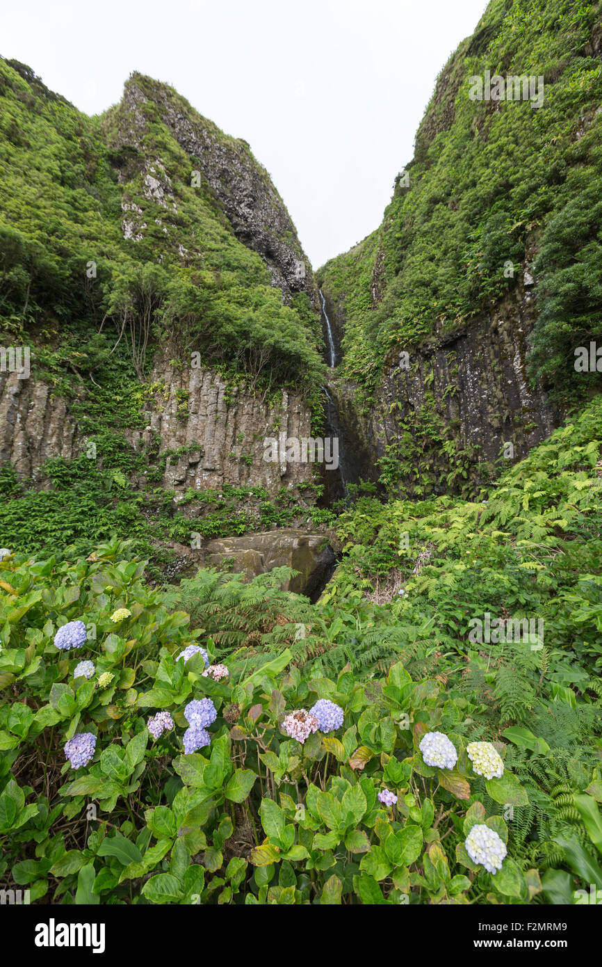 Geological formation of columns of basalt and hydrangea macrophylla ...
