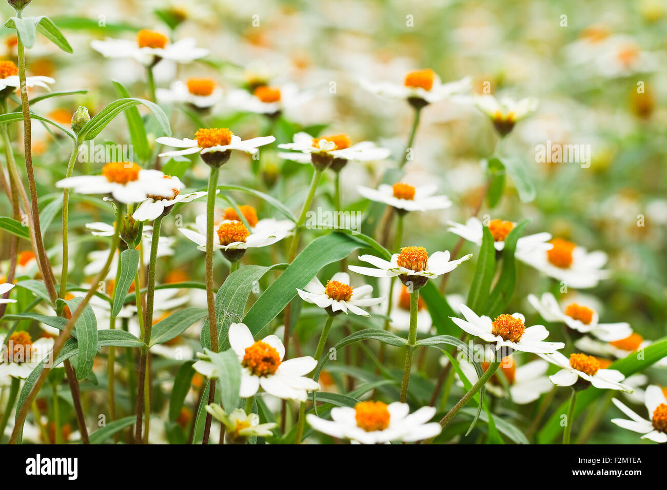 Blooming white star flowers Stock Photo - Alamy