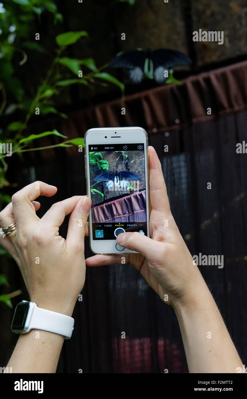 Smart butterfly hi-res stock photography and images - Alamy