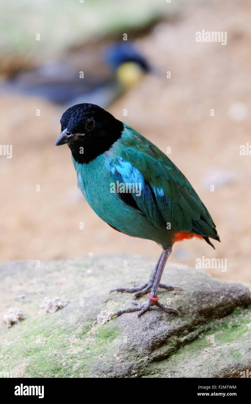 The hooded pitta (Pitta sordida) at the ZSL London Zoo, London England ...