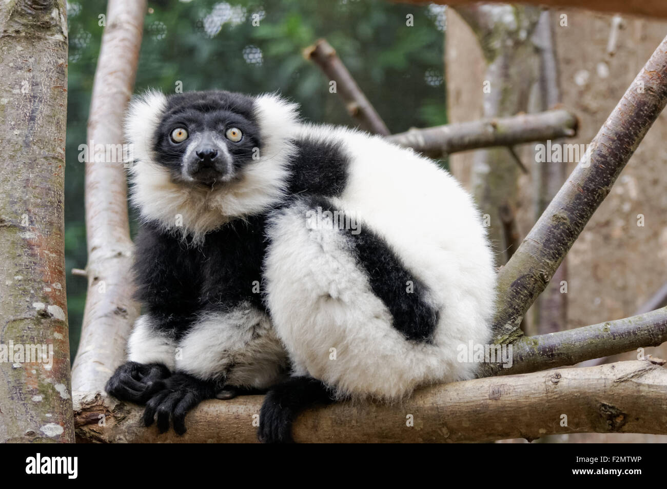 Lemur at the ZSL London Zoo, London England United Kingdom UK Stock ...