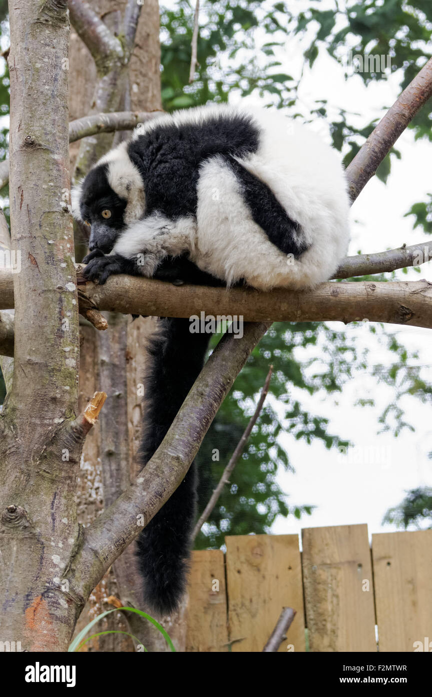 Lemur at the ZSL London Zoo, London England United Kingdom UK Stock ...