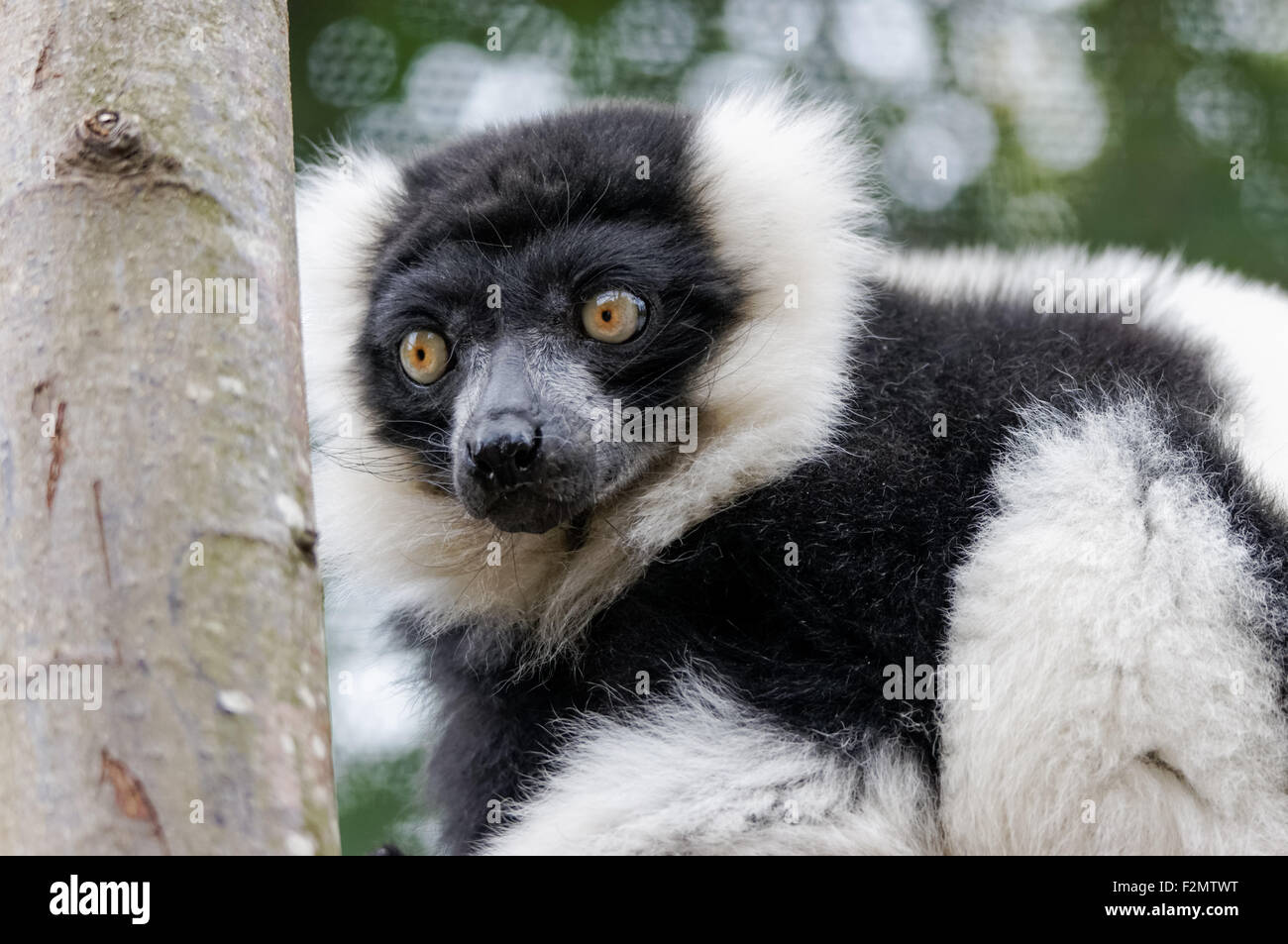 Lemur at the ZSL London Zoo, London England United Kingdom UK Stock ...