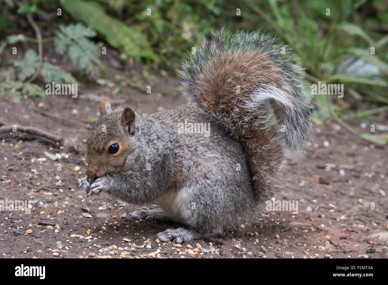 Isolated cute autumn squirrel hi-res stock photography and images - Alamy