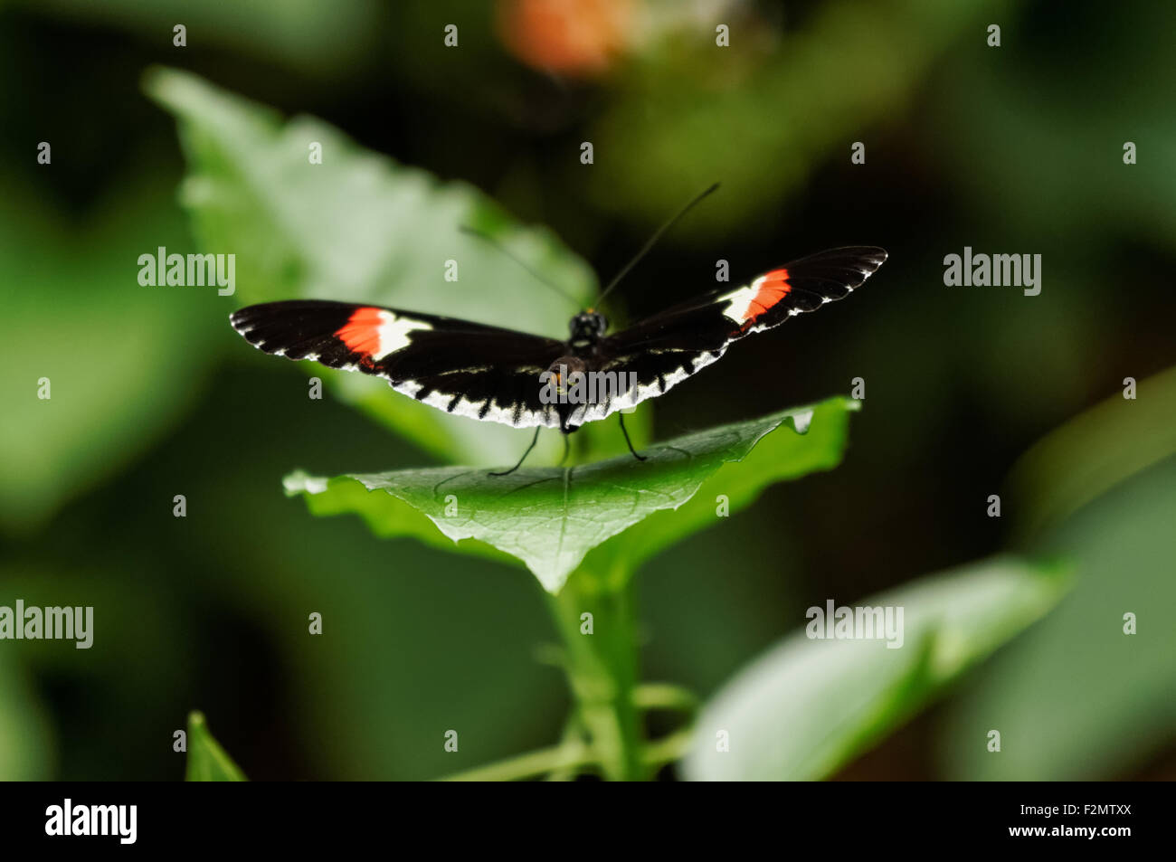 Postman butterfly heliconius melpomene hi-res stock photography and ...