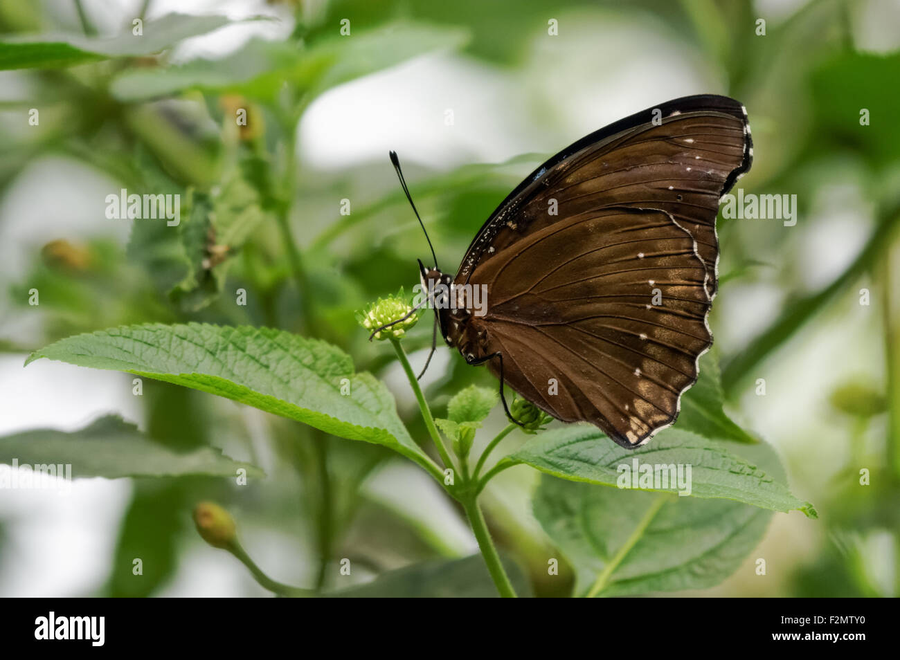 close up of common crow butterfly, Euploea core Stock Photo - Alamy
