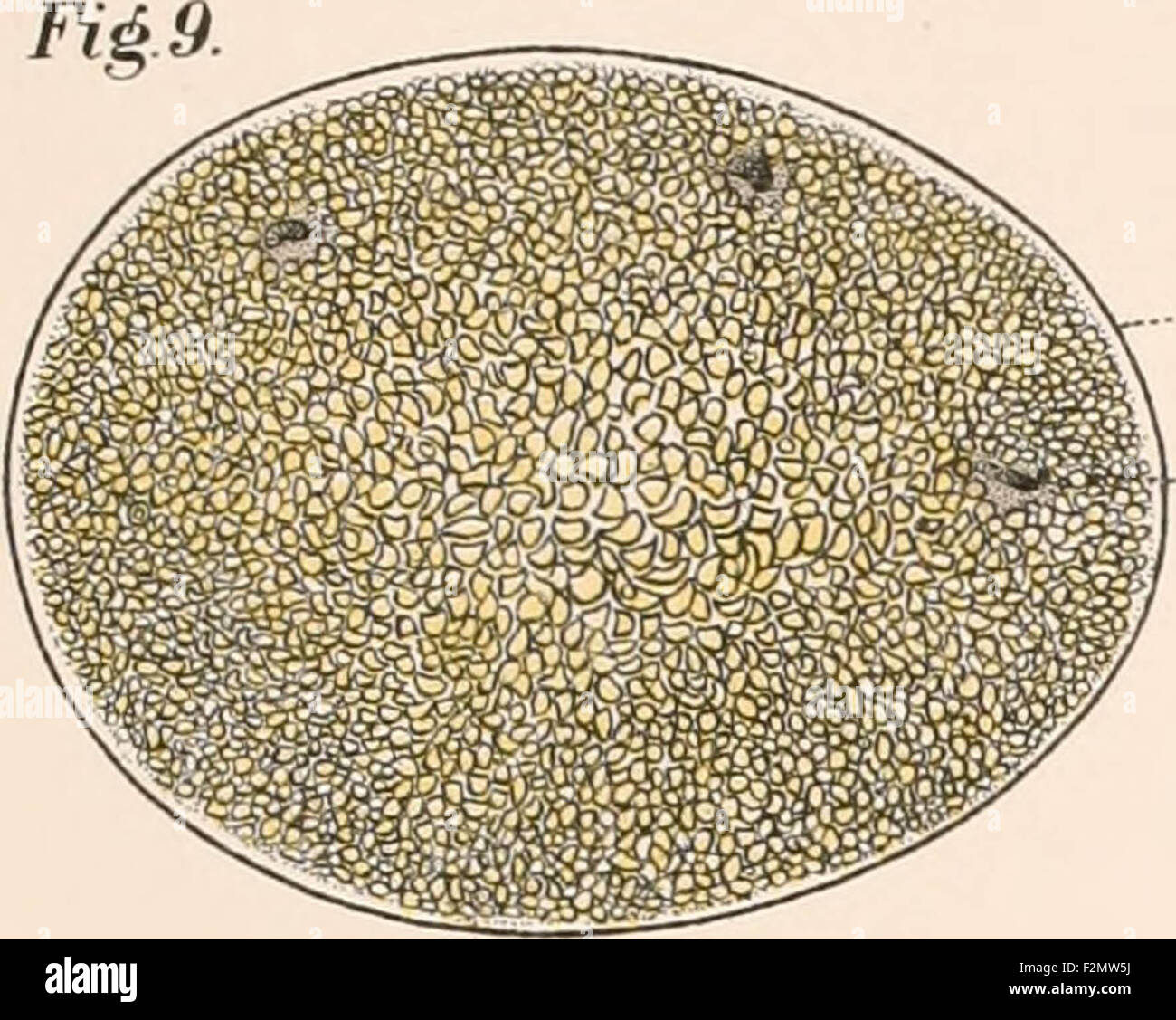 The embryology and metamorphosis of the Macroura Stock Photo - Alamy