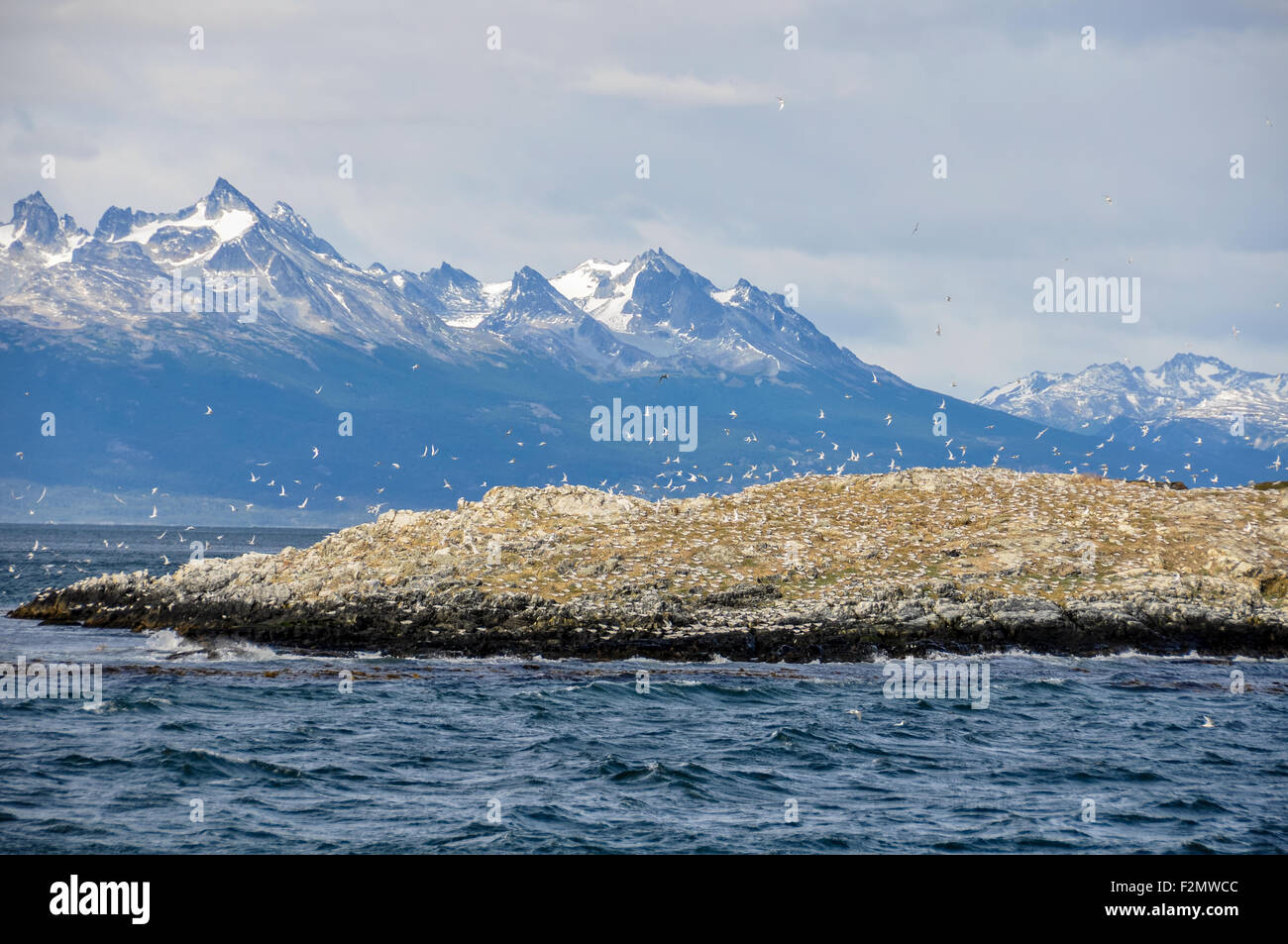 Flying beagle hi-res stock photography and images - Alamy