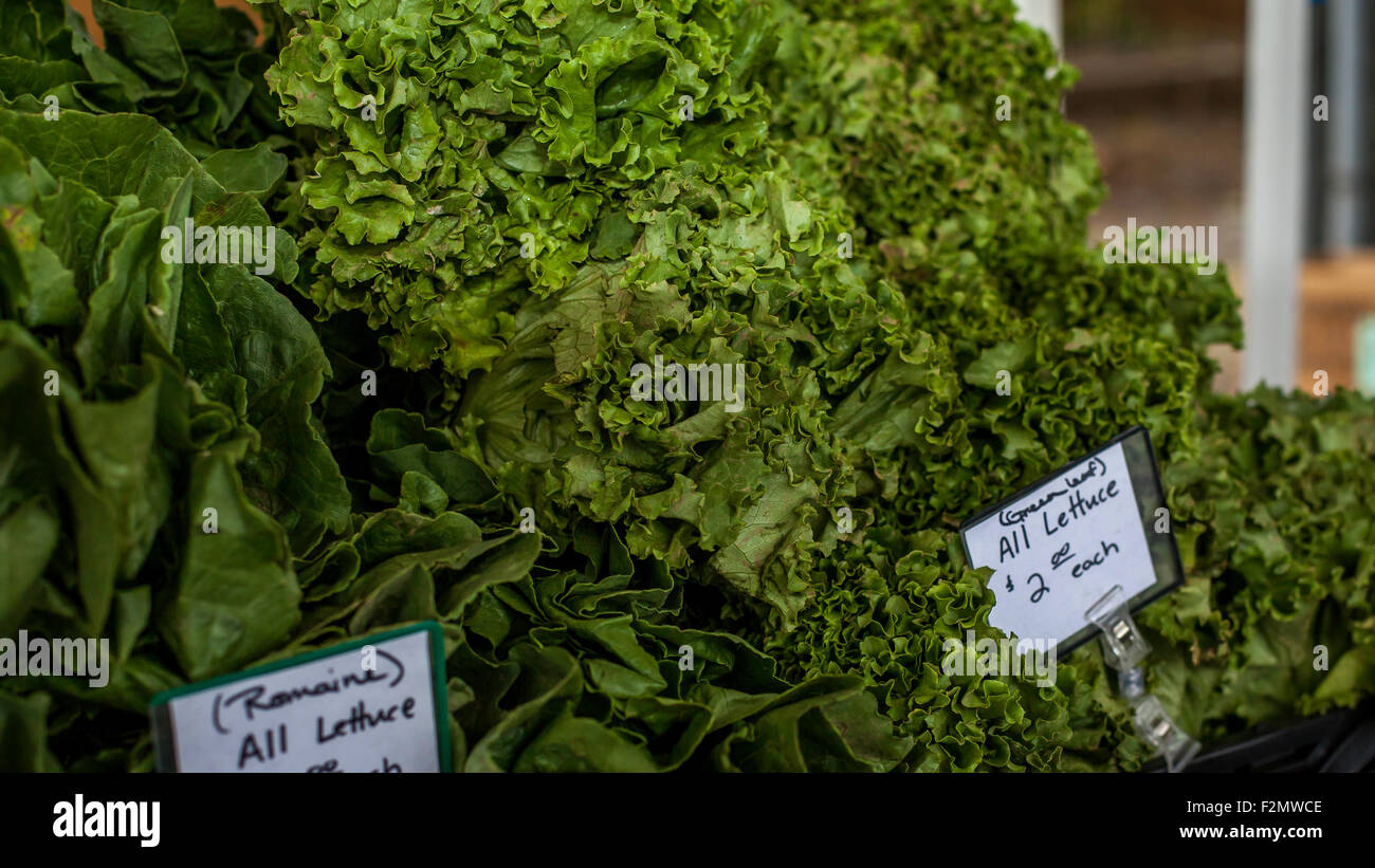 lettuce at farmers market with sign and price Stock Photo - Alamy