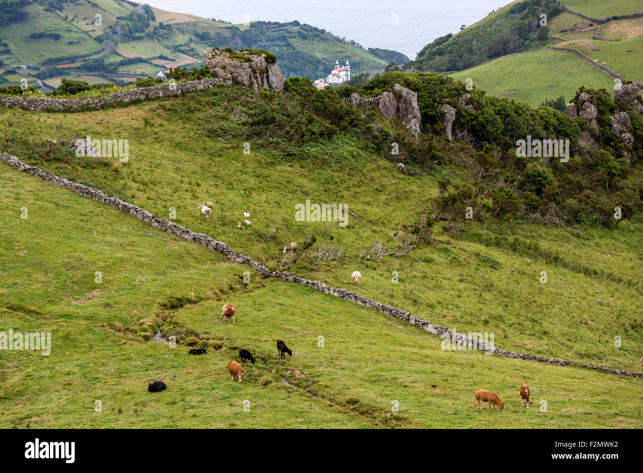 Cows eating in green pastures with the church of Cedros behind. in ...