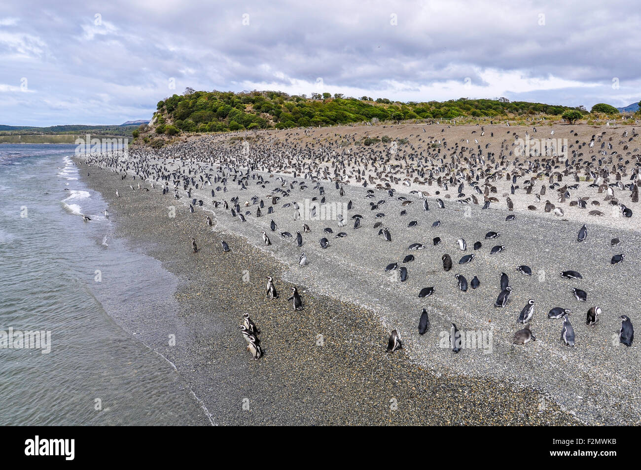 Island of Penguins in the Beagle Channel, Ushuaia, Argentina Stock ...