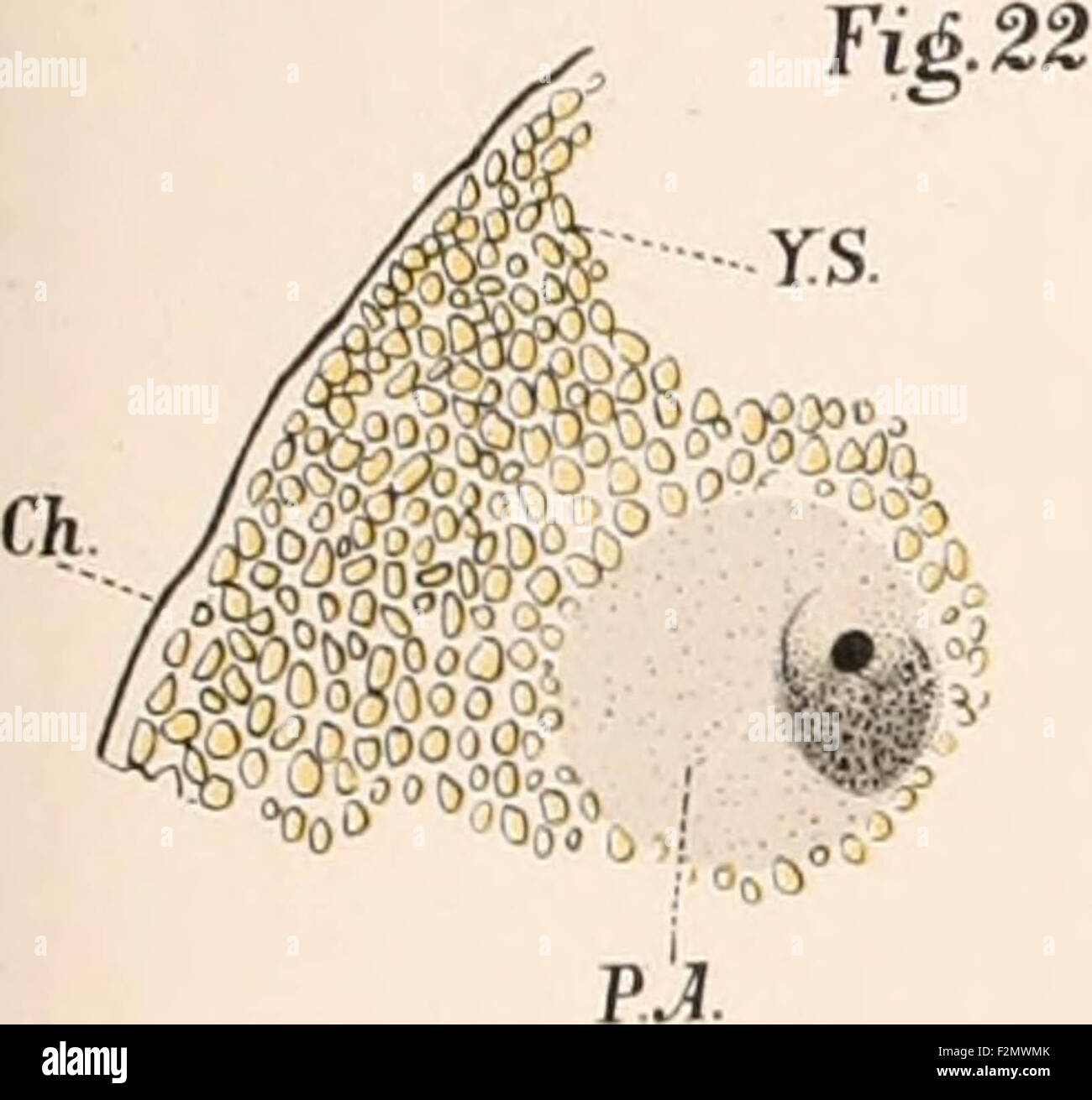 The embryology and metamorphosis of the Macroura Stock Photo - Alamy