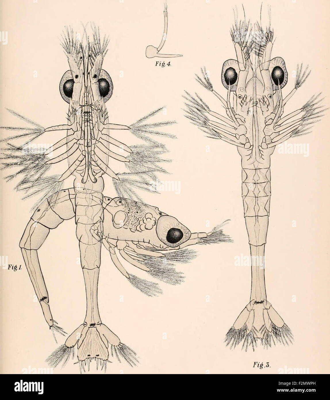 The embryology and metamorphosis of the Macroura Stock Photo - Alamy