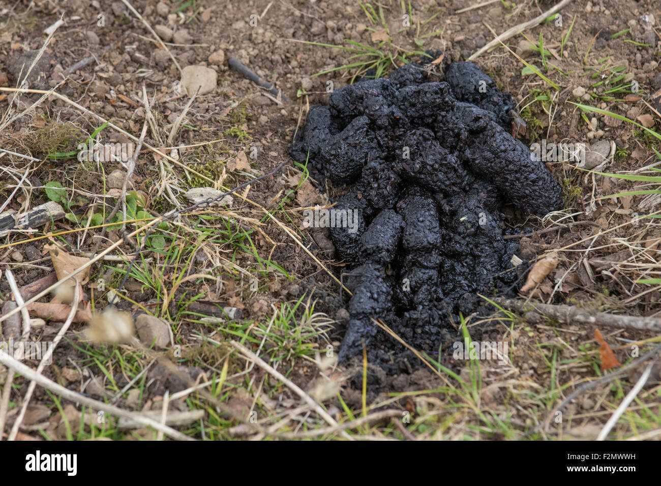 Badger droppings hi-res stock photography and images - Alamy