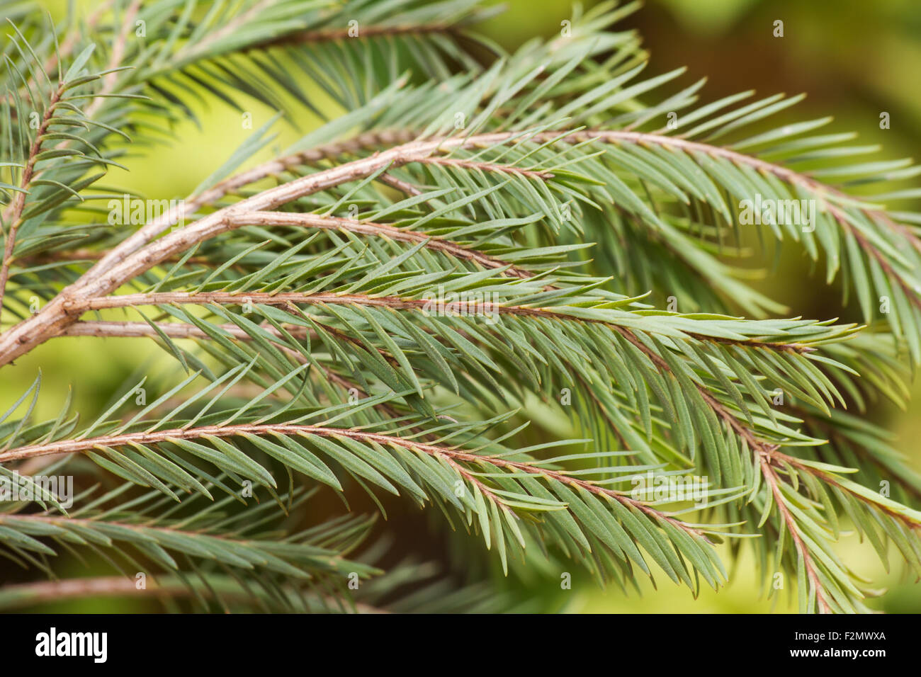 Tea tree (Melaleuca alternifolia) branch and leaves on natural ...