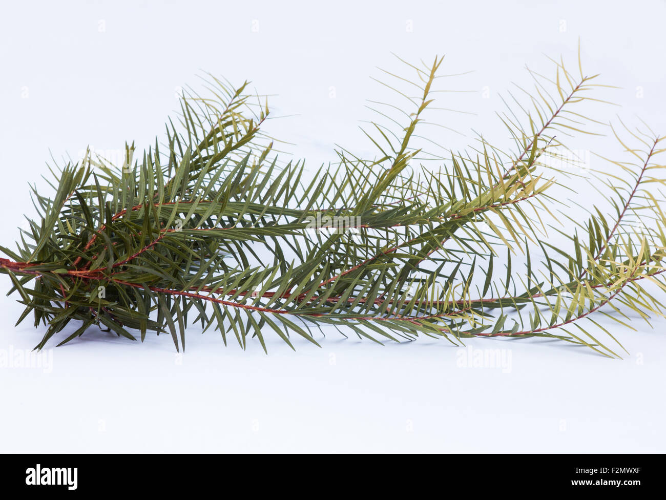 Tea tree (Melaleuca alternifolia) leaves on white background Stock ...