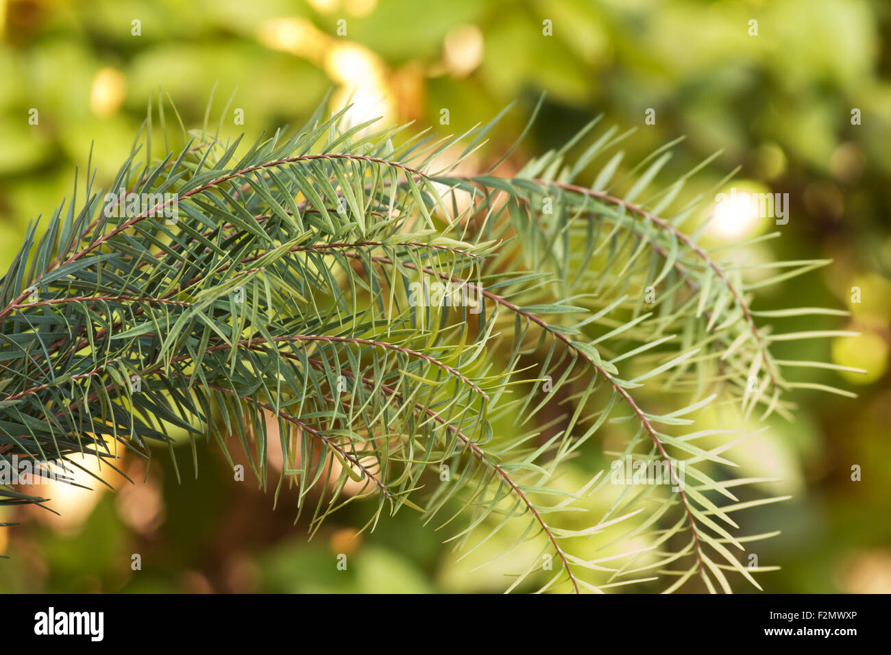 Tea tree (Melaleuca alternifolia) branch and leaves on natural ...