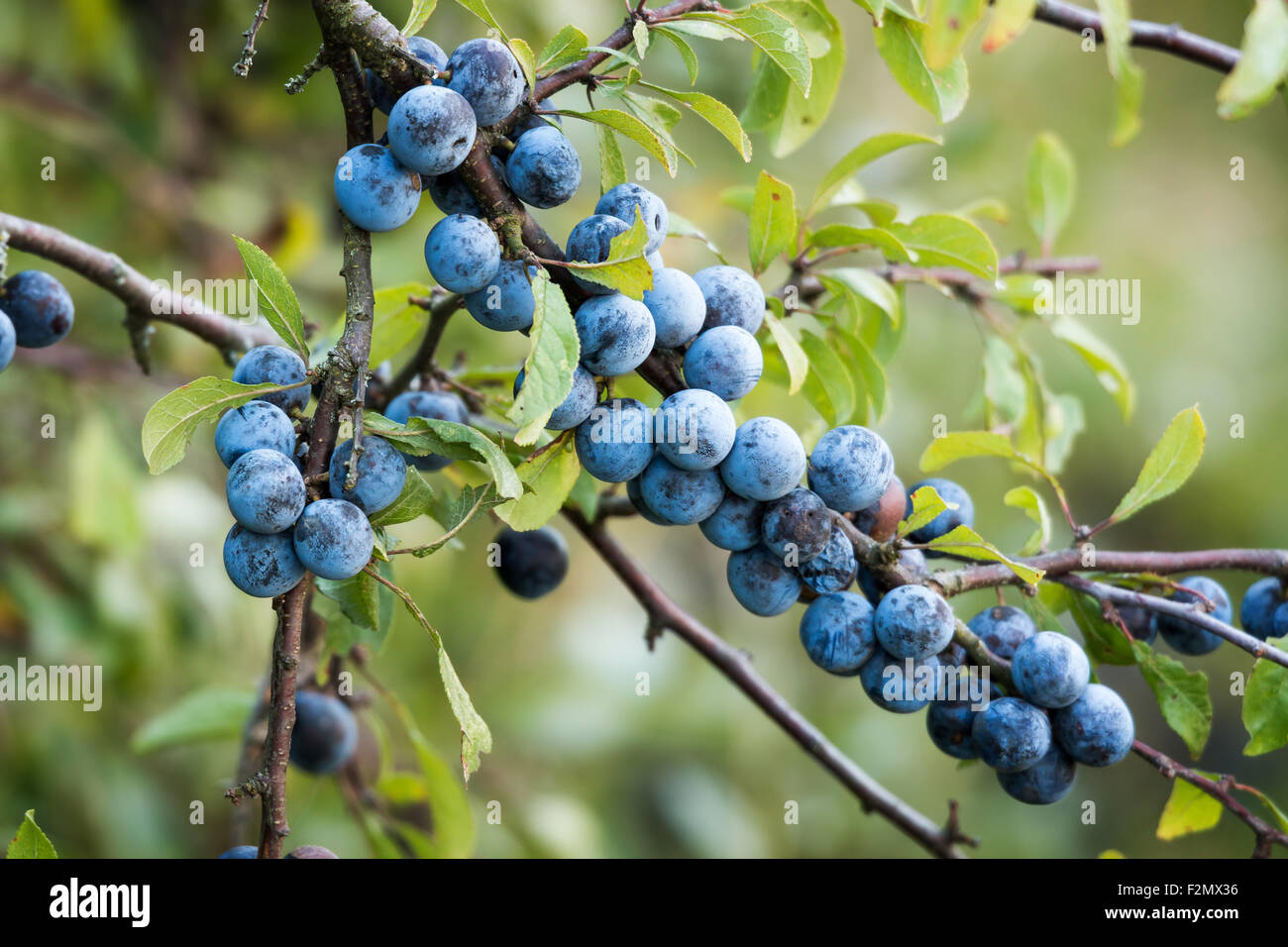 Sloe bush with many fruits Stock Photo - Alamy