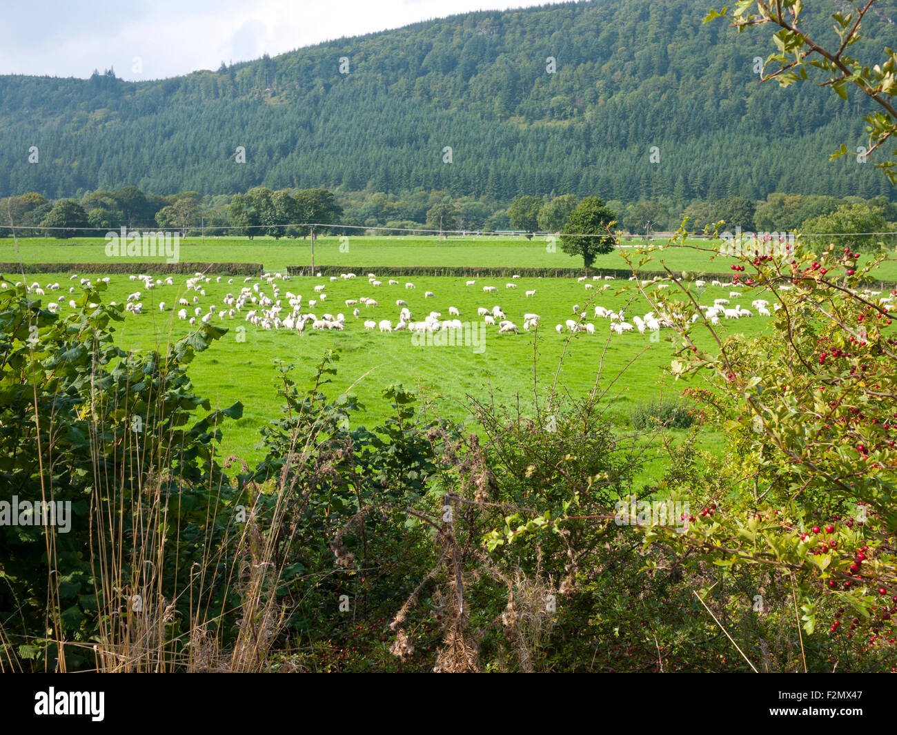 Gathering of sheep hi-res stock photography and images - Alamy