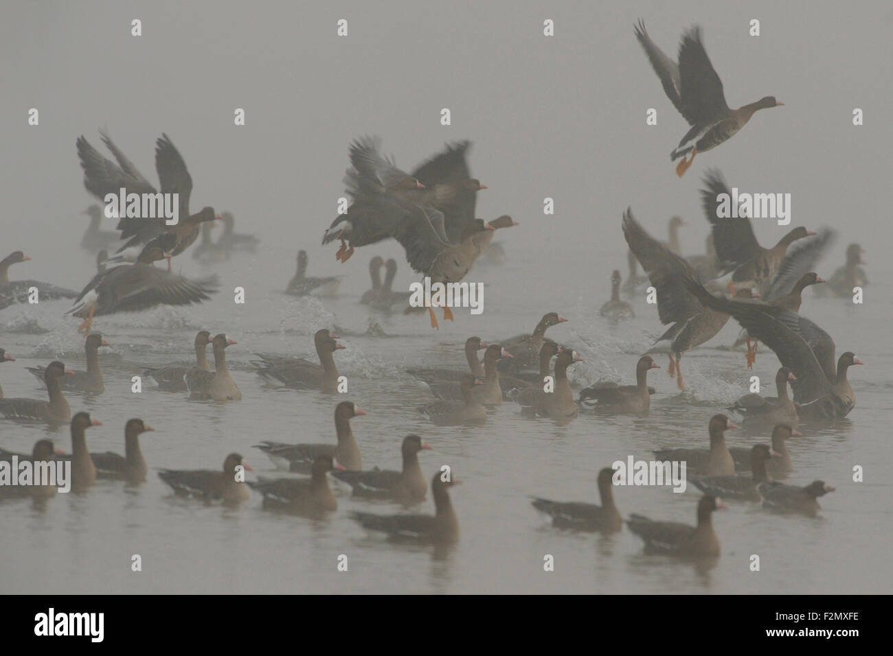 Flying goose grey night hi-res stock photography and images - Alamy