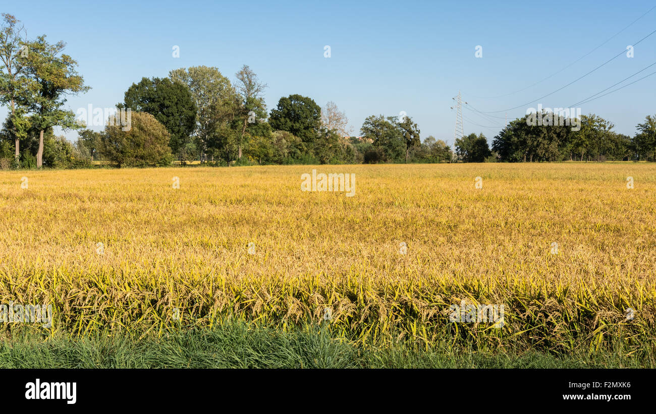 In the picture rice field during the day Stock Photo - Alamy