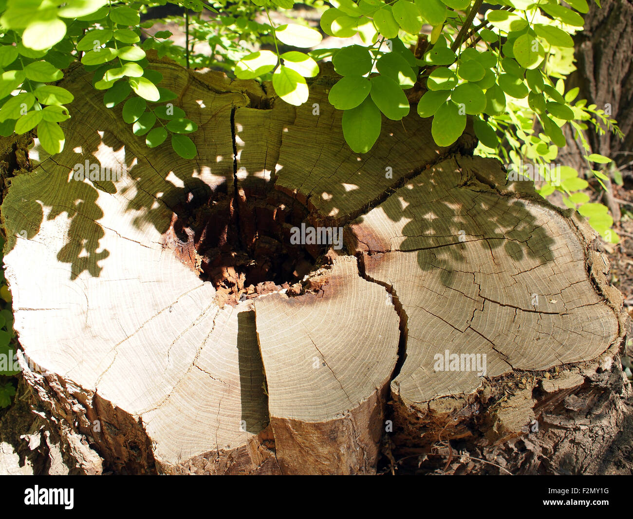 Rotted tree hi-res stock photography and images - Alamy